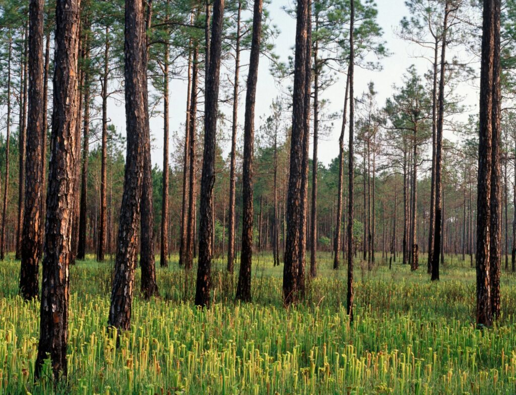 Recreation - Forrest County
